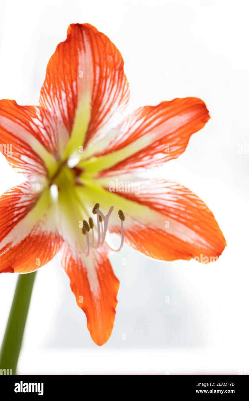 Red and white hippeastrum hi-res stock photography and images - Alamy