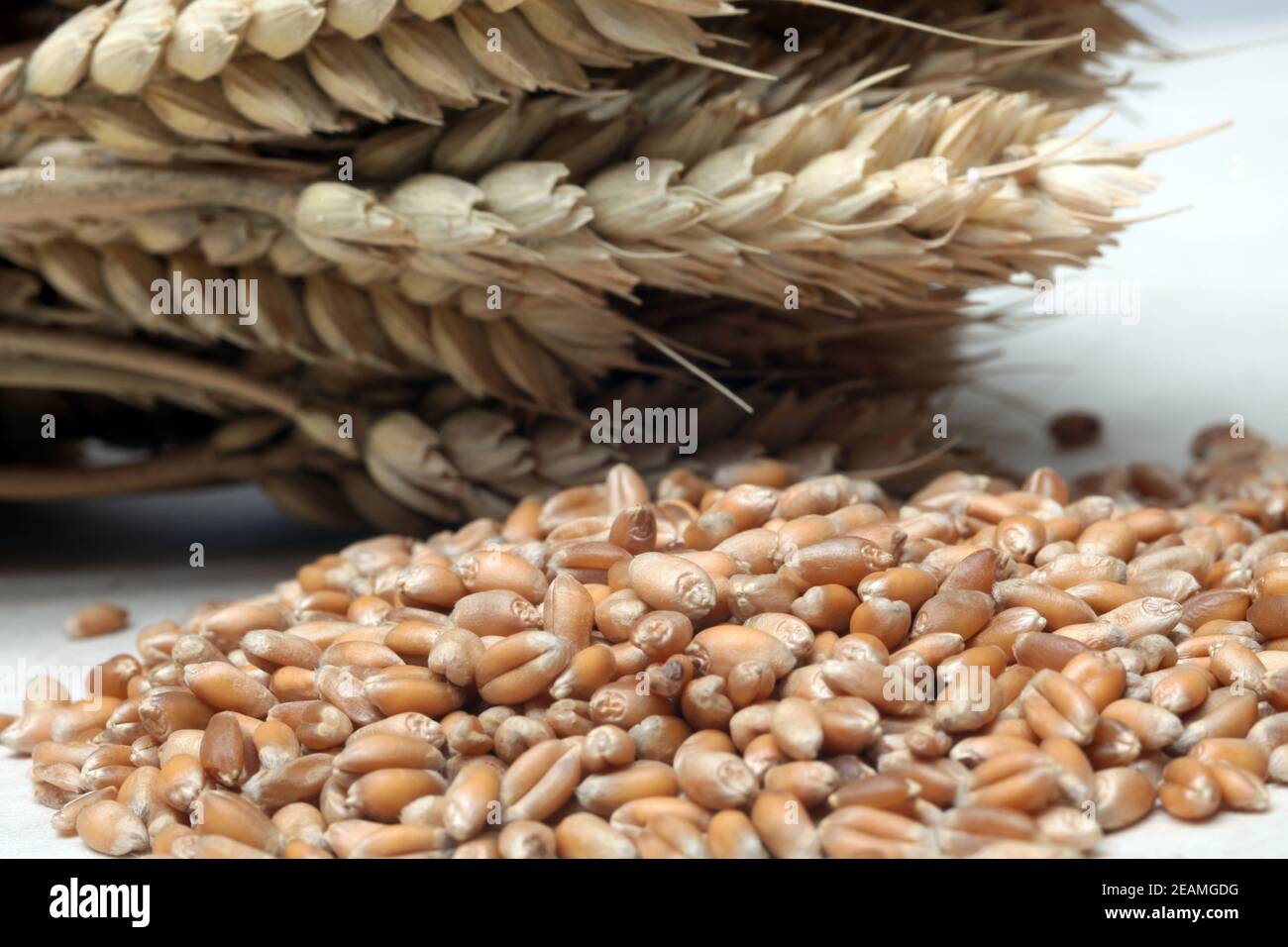 Grain of wheat close up Stock Photo - Alamy