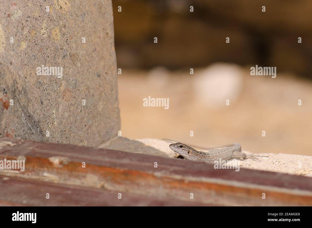 Gran Canaria giant lizard on a window Stock Photo - Alamy