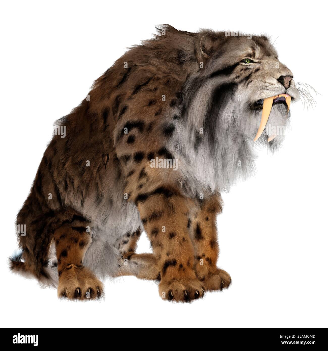 Sabertooth hi-res stock photography and images - Alamy