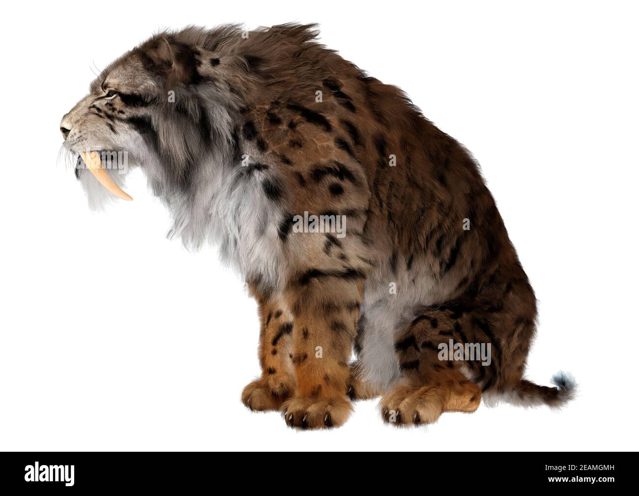 Sabertooth hi-res stock photography and images - Alamy