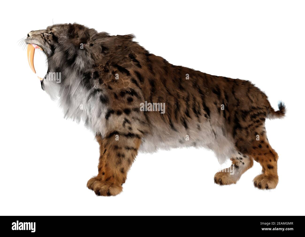 Sabertooth hi-res stock photography and images - Alamy