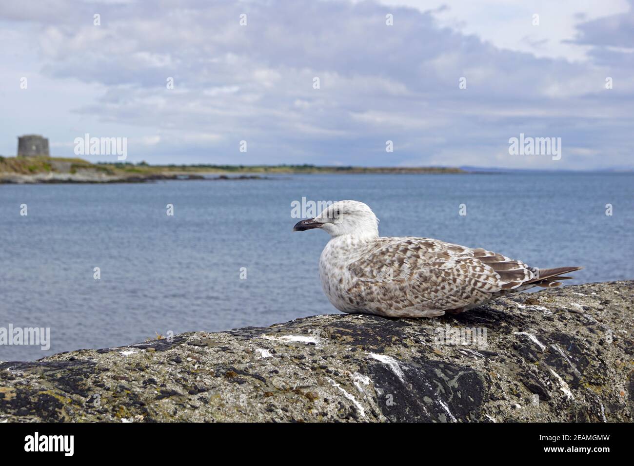 Irish seabirds hi-res stock photography and images - Alamy