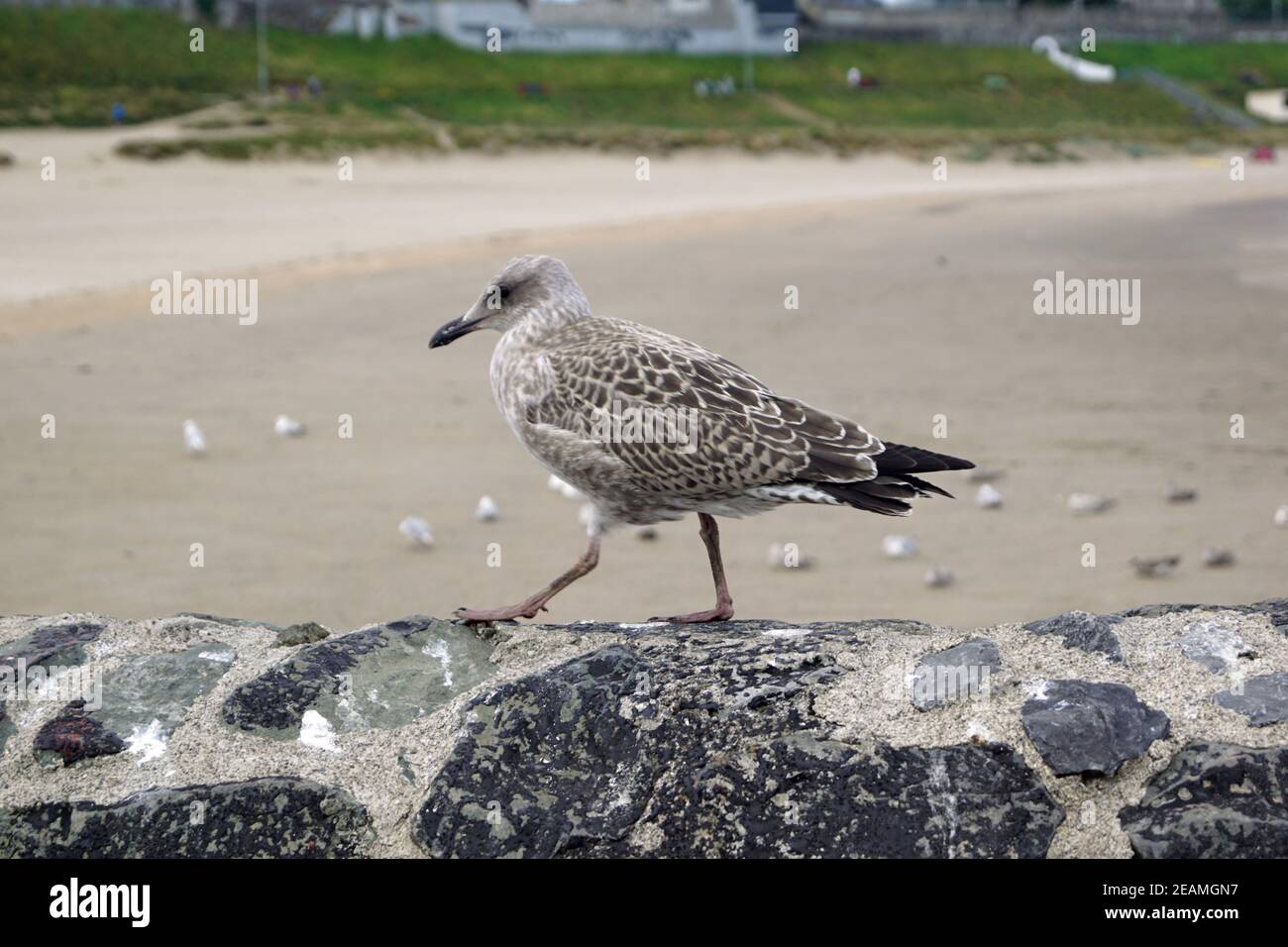 Irish seabirds hi-res stock photography and images - Alamy