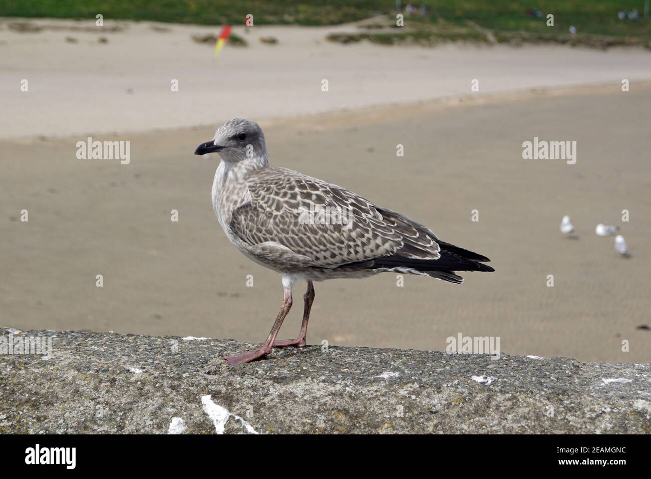 Irish seabirds hi-res stock photography and images - Alamy
