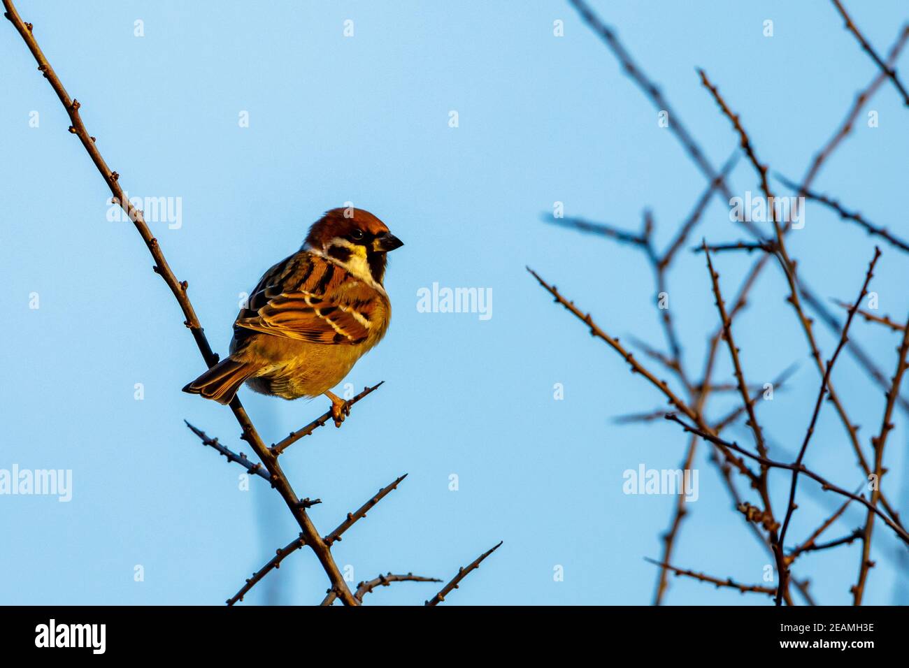 Sparrow sitting on branch spring hi-res stock photography and images ...