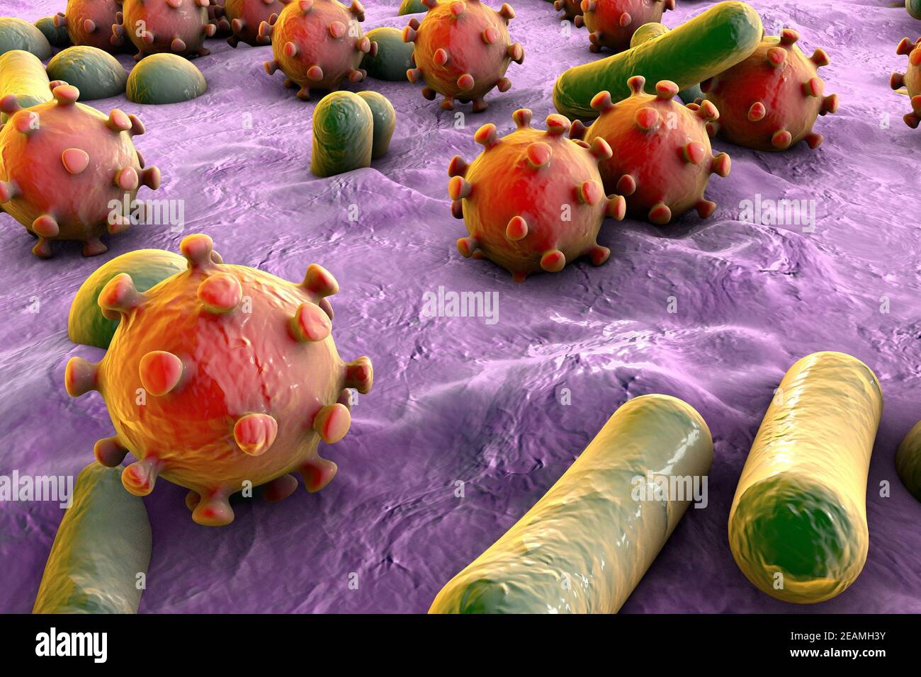 Bacteria and viruses on surface of skin, mucous membrane or inte Stock ...