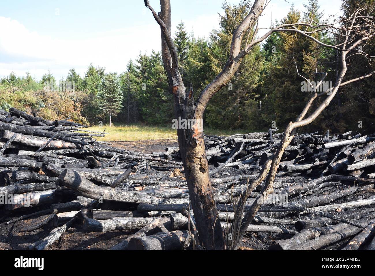 Arson on a forest edge Stock Photo - Alamy