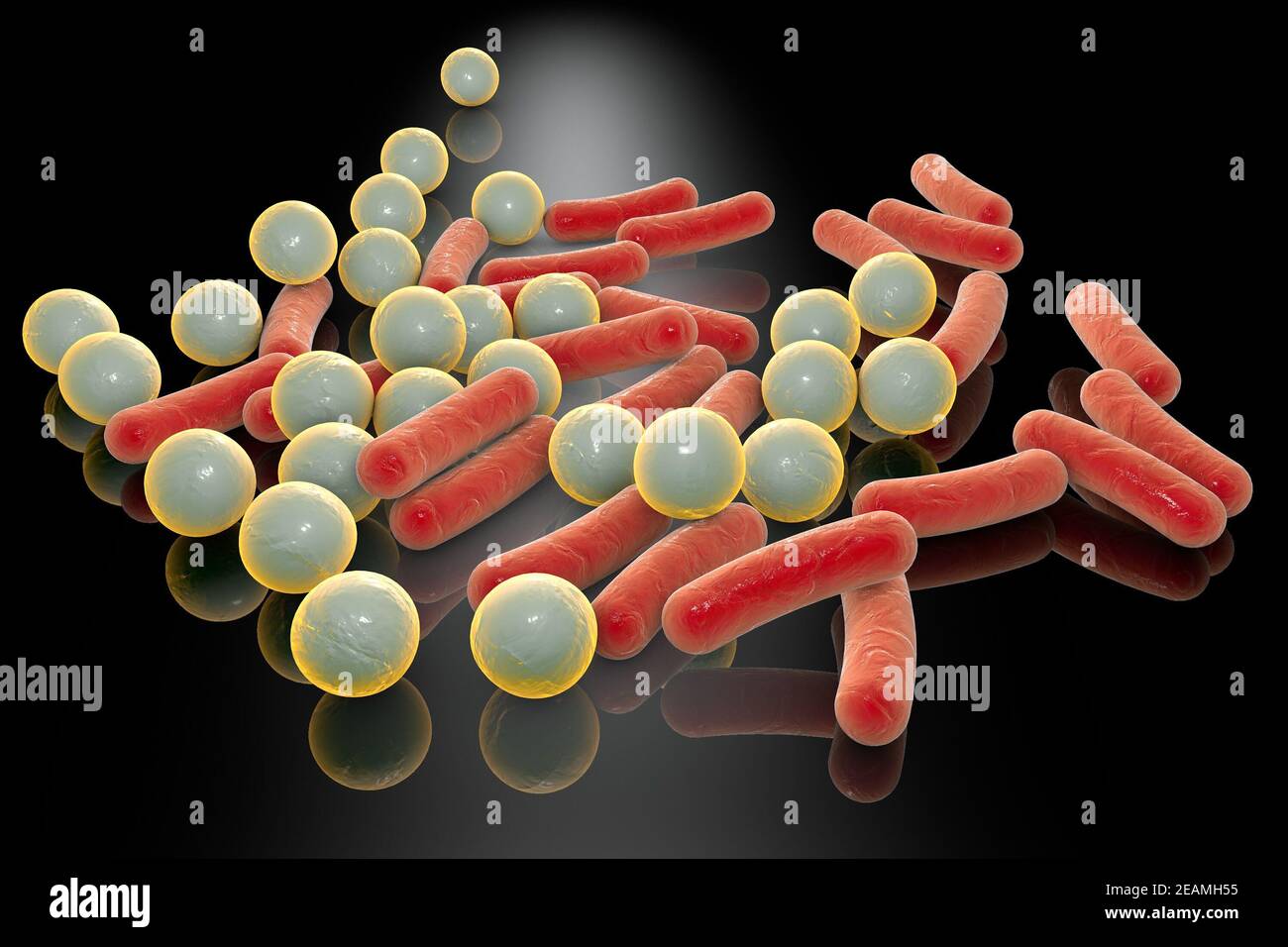 Rod-shaped and spherical bacteria, Escherichia coli, Salmonella Stock ...