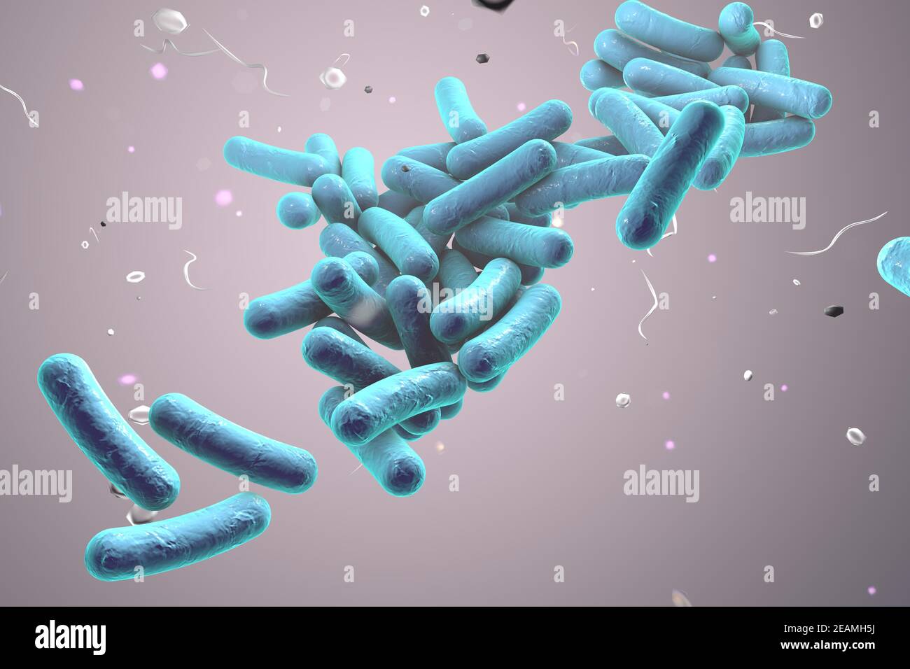 Shigella hi-res stock photography and images - Alamy