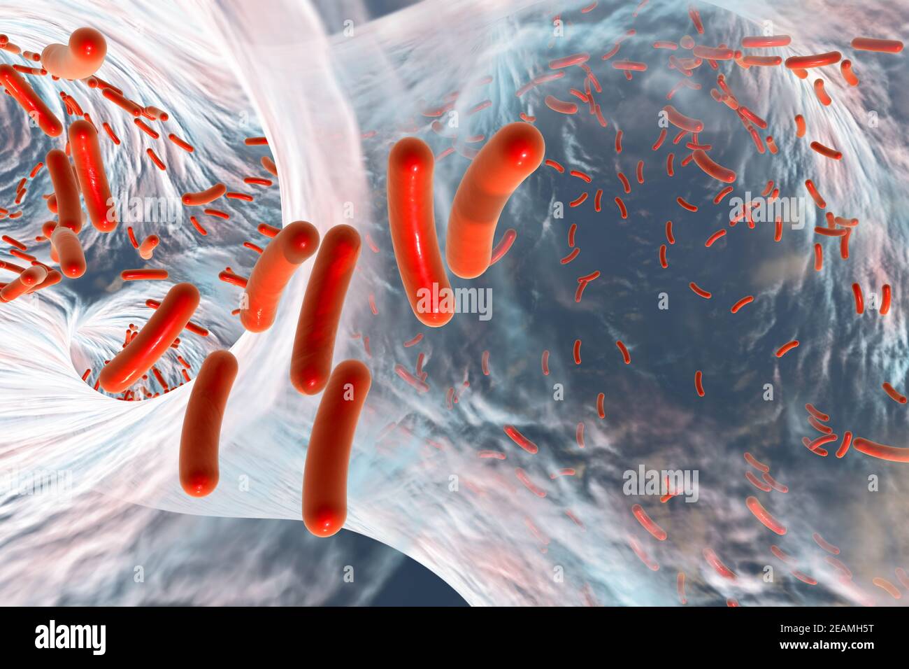 Clostridium difficile bacteria hi-res stock photography and images - Alamy