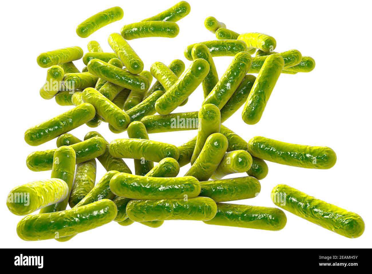Rod-shaped bacteria isolated on white background, Escherichia co Stock ...