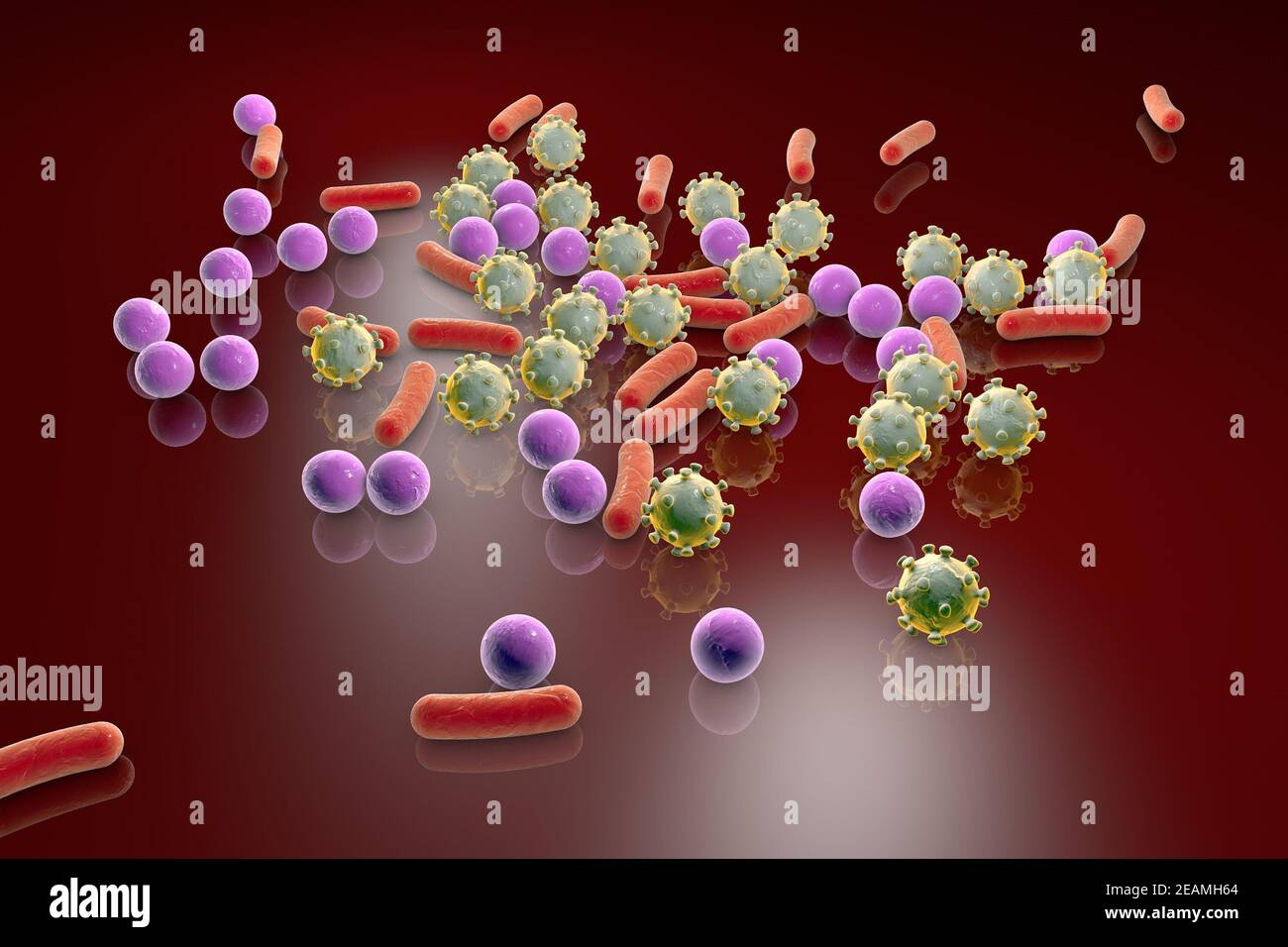 Staphylococcus epidermidis bacteria hi-res stock photography and images ...
