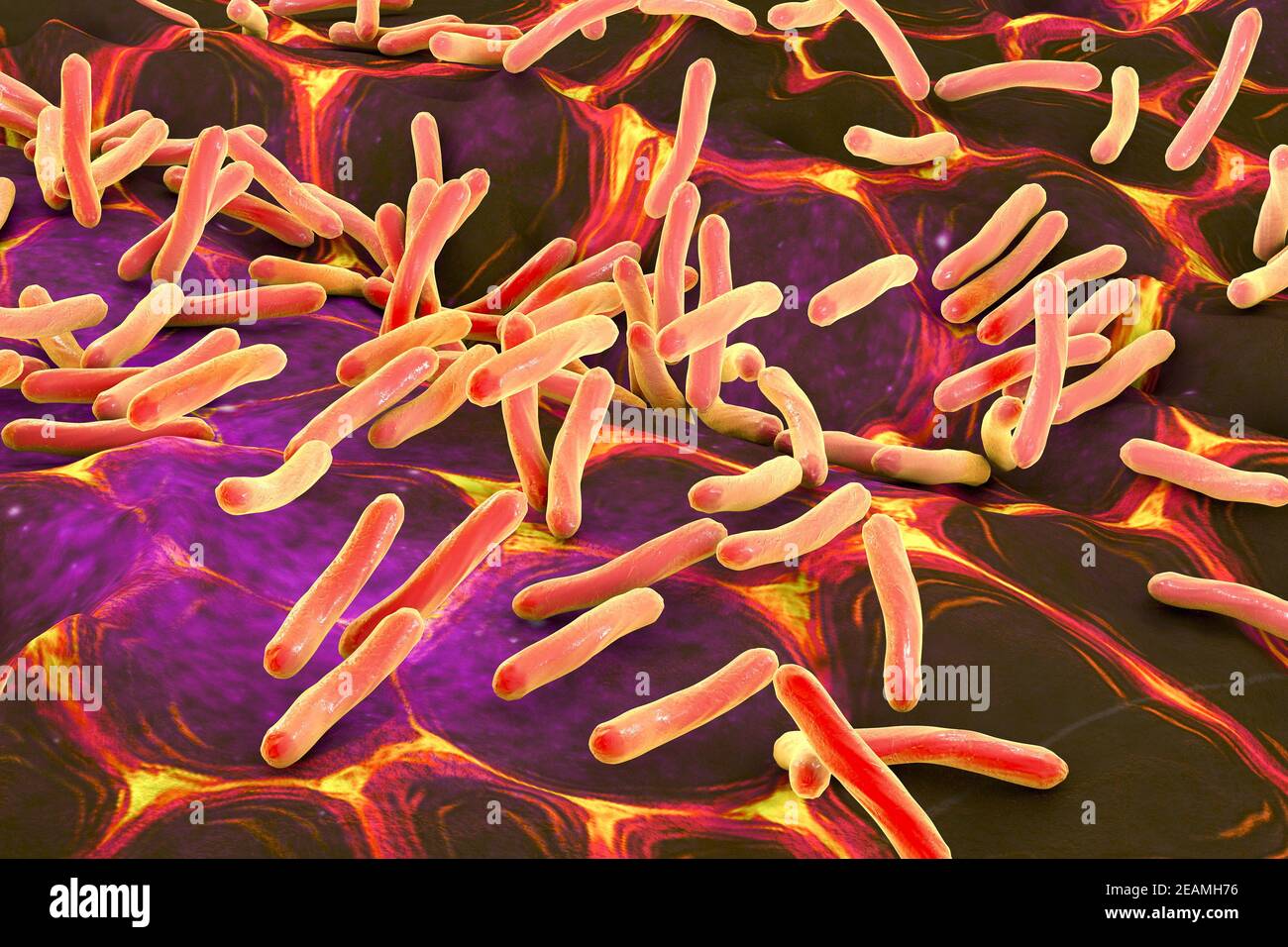 Rod shaped cells hi-res stock photography and images - Alamy