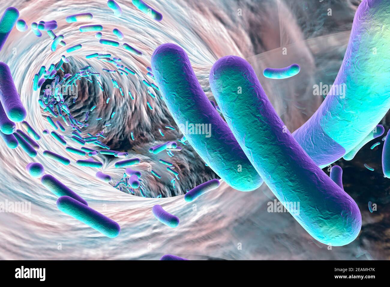 Clostridium difficile bacteria hi-res stock photography and images - Alamy