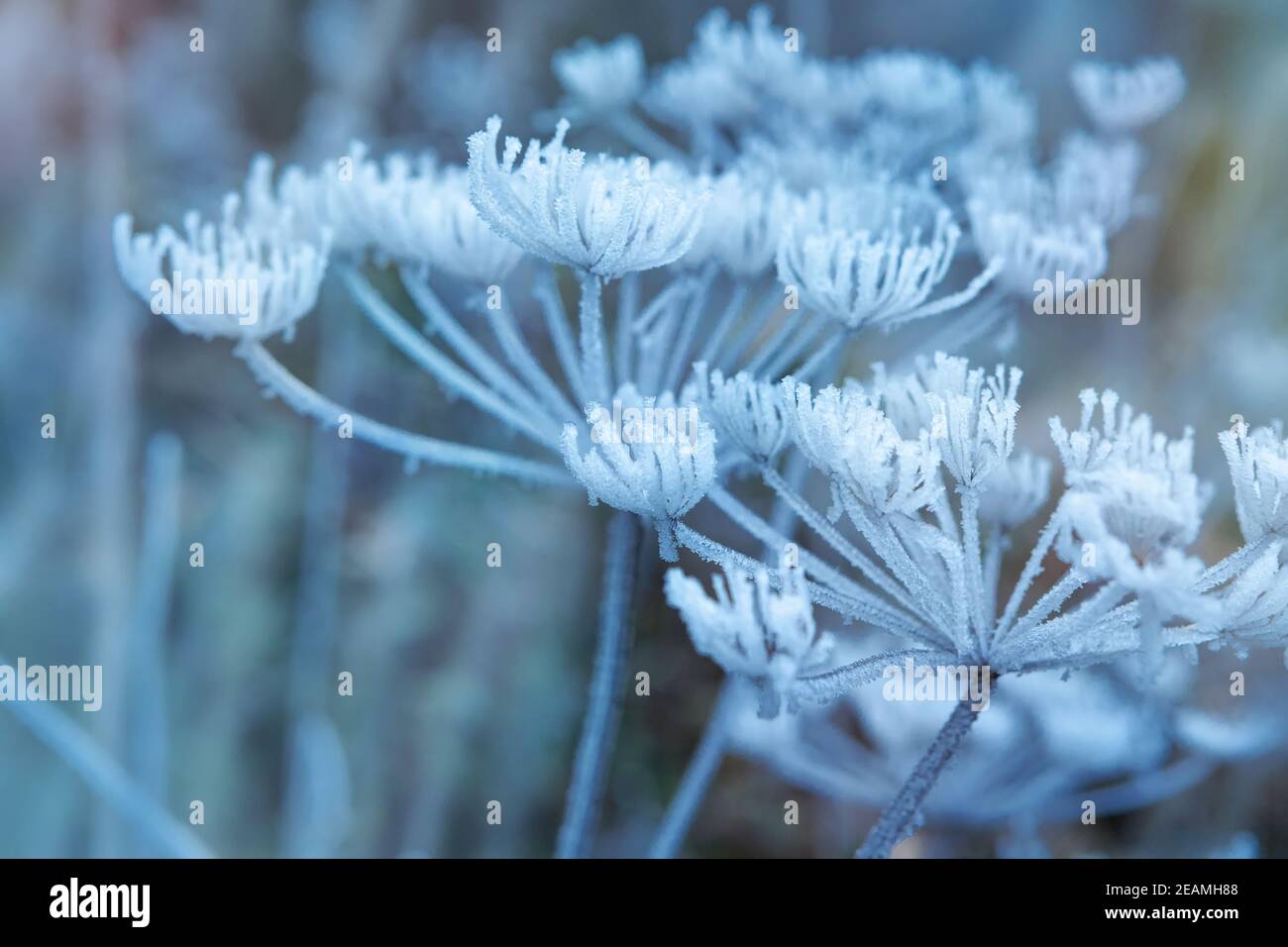 The plant covered with snow and frost. Angelica flowers covered with ...