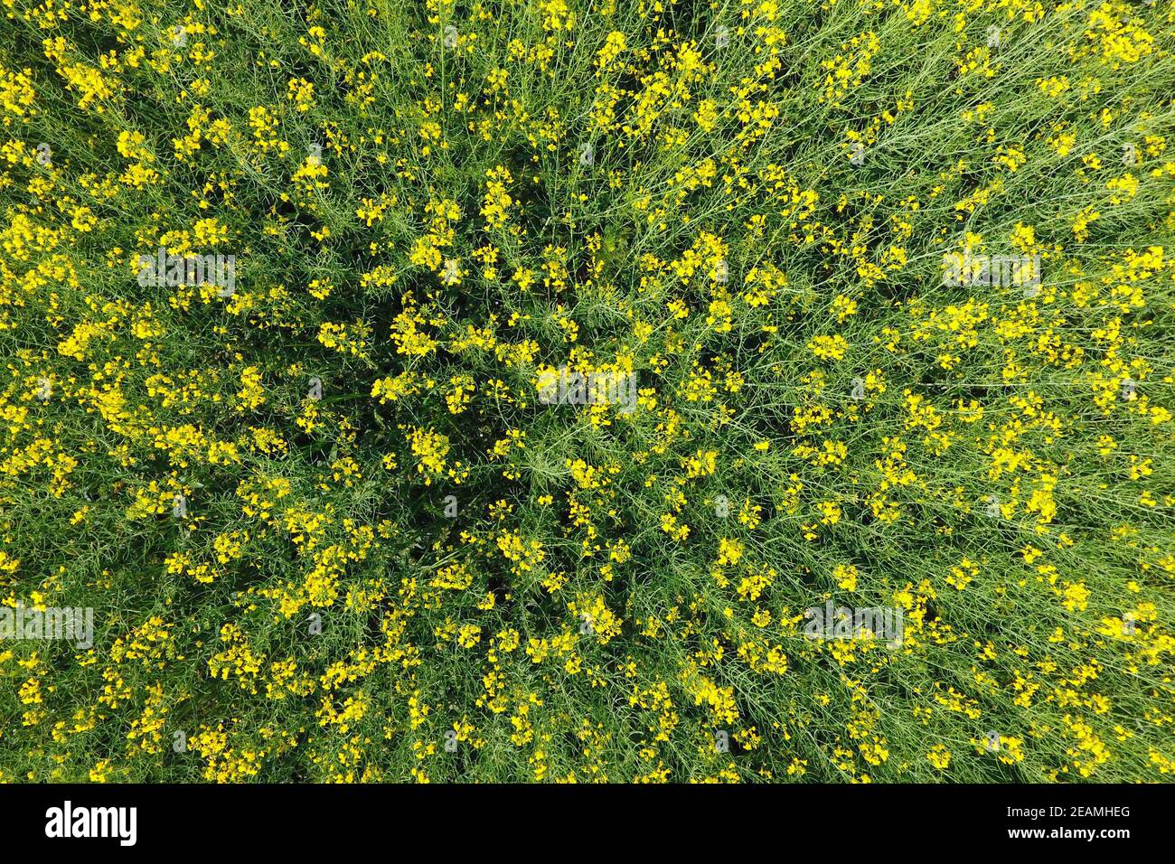 Field of flowering rape. Top view from the drone. Rape, a syderatic ...