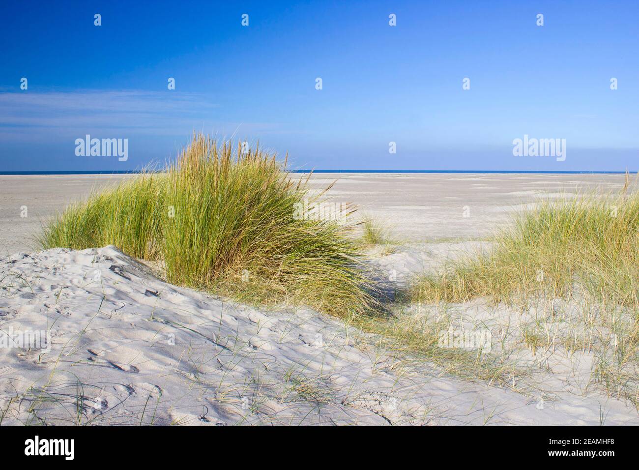 the dunes, Renesse, Zeeland, the Netherlands Stock Photo - Alamy