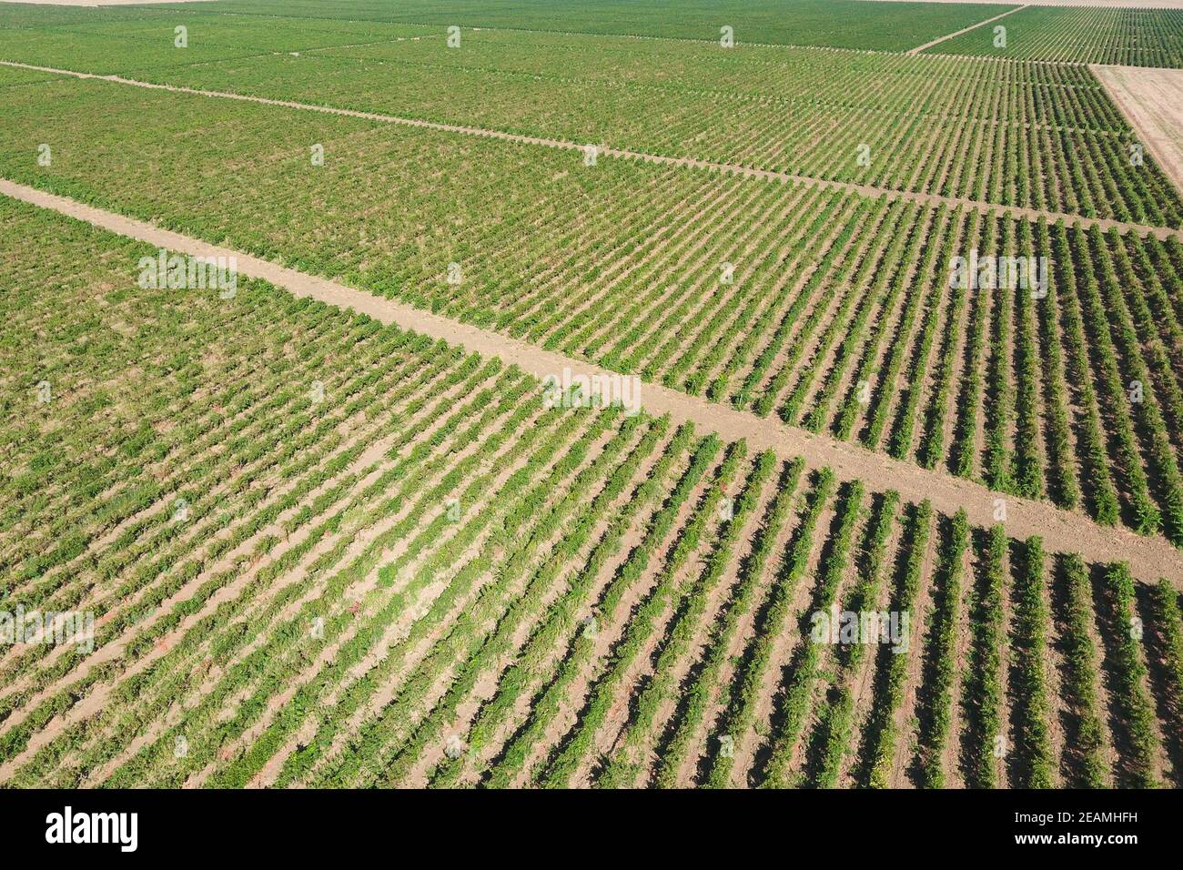 Grape orchards bird's-eye view. Vine rows. Top view of the garden Stock ...
