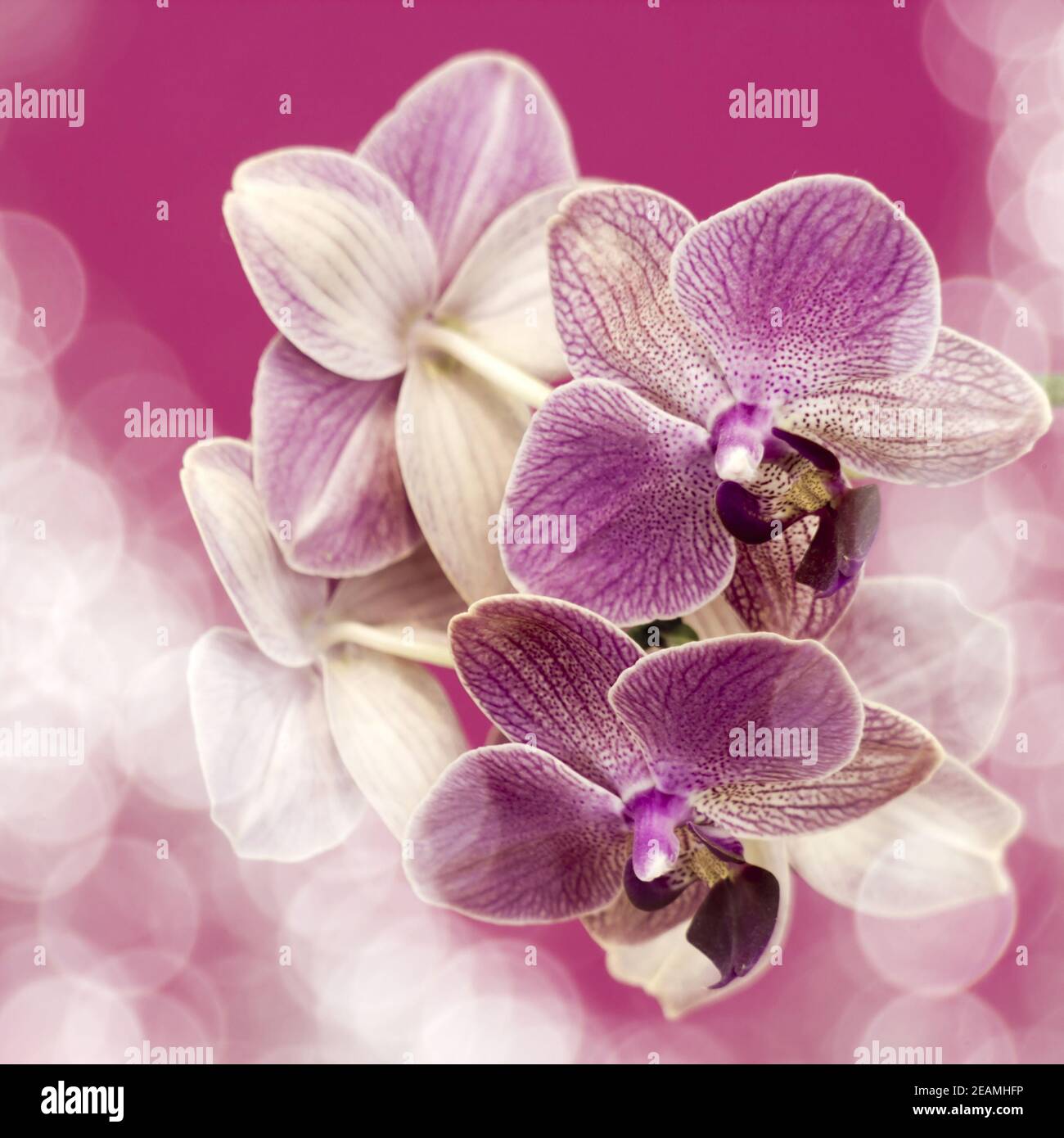 Pink orchidea hi-res stock photography and images - Alamy