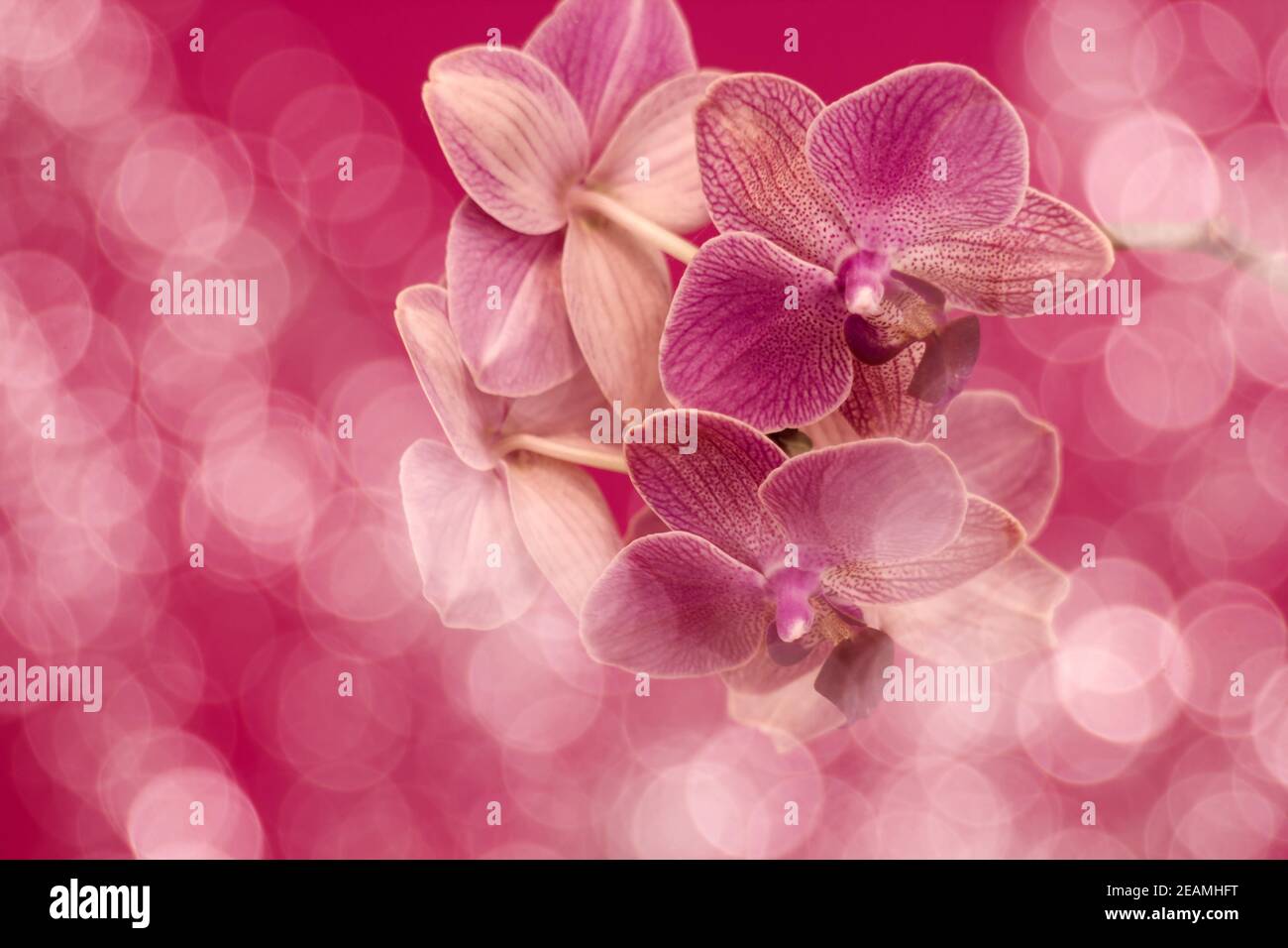 Beautiful pink orchid - phalaenopsis Stock Photo - Alamy