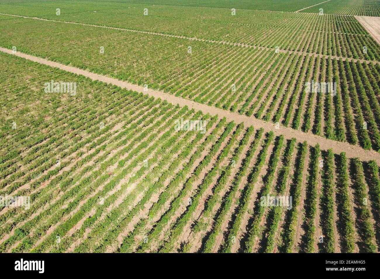 Grape orchards bird's-eye view. Vine rows. Top view of the garden Stock ...