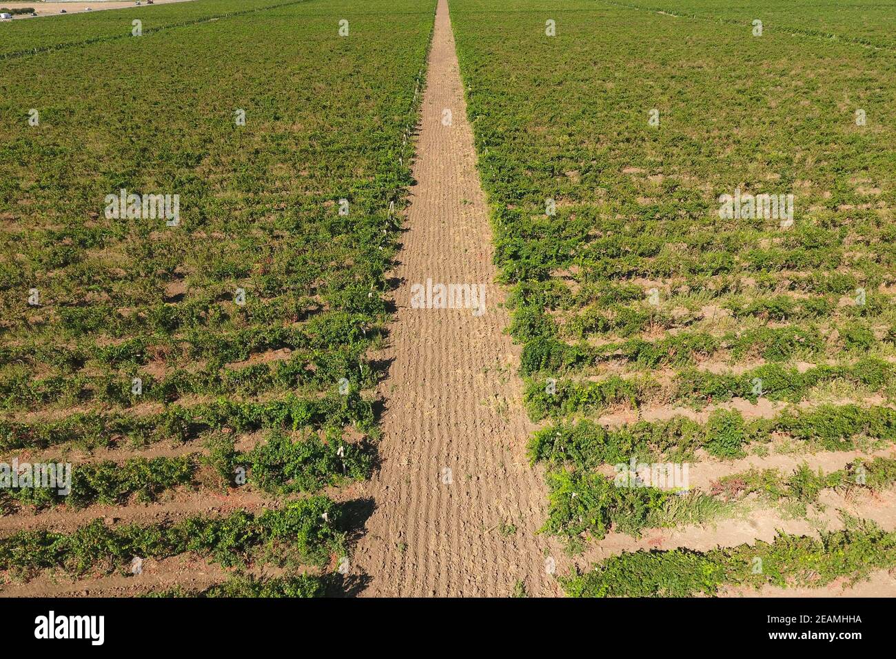 Grape orchards bird's-eye view. Vine rows. Top view of the garden Stock ...