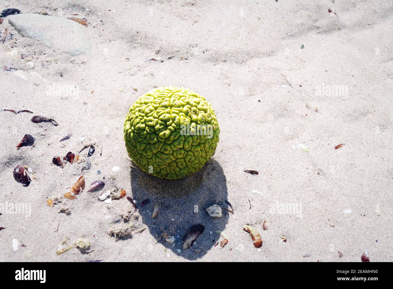 Adam's apple hi-res stock photography and images - Alamy