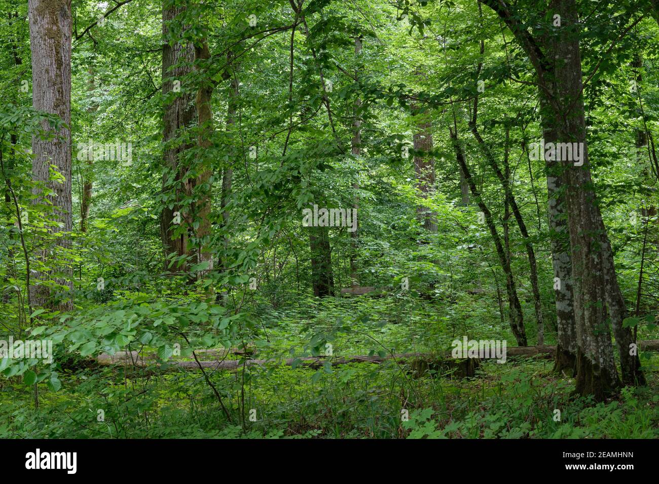 Natural deciduous forest with hornbeam and oak Stock Photo - Alamy