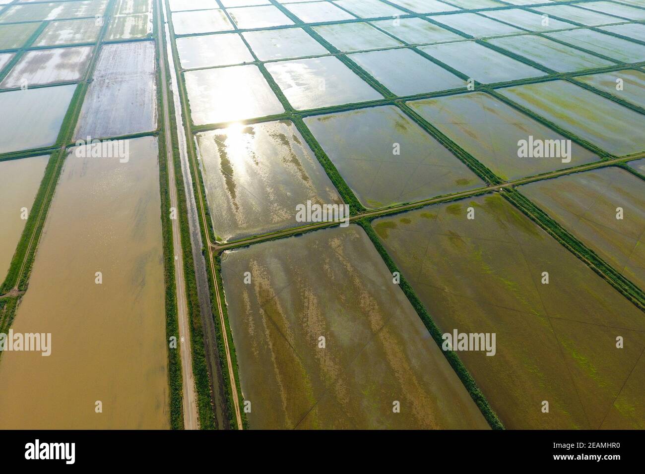 The rice fields are flooded with water. Flooded rice paddies. Agronomic ...