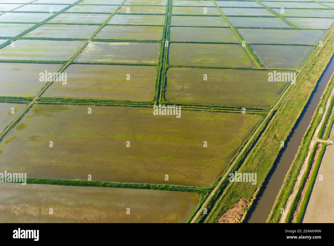 The rice fields are flooded with water. Flooded rice paddies. Agronomic ...