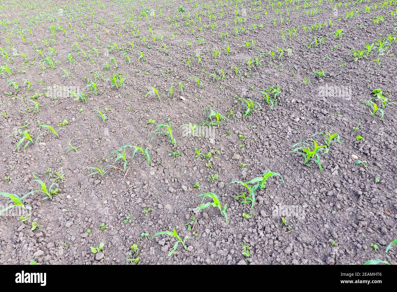 Fodder corn hi-res stock photography and images - Alamy