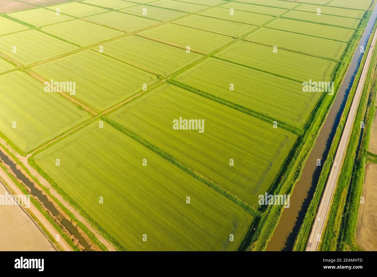 The rice fields are flooded with water. Flooded rice paddies. Agronomic ...
