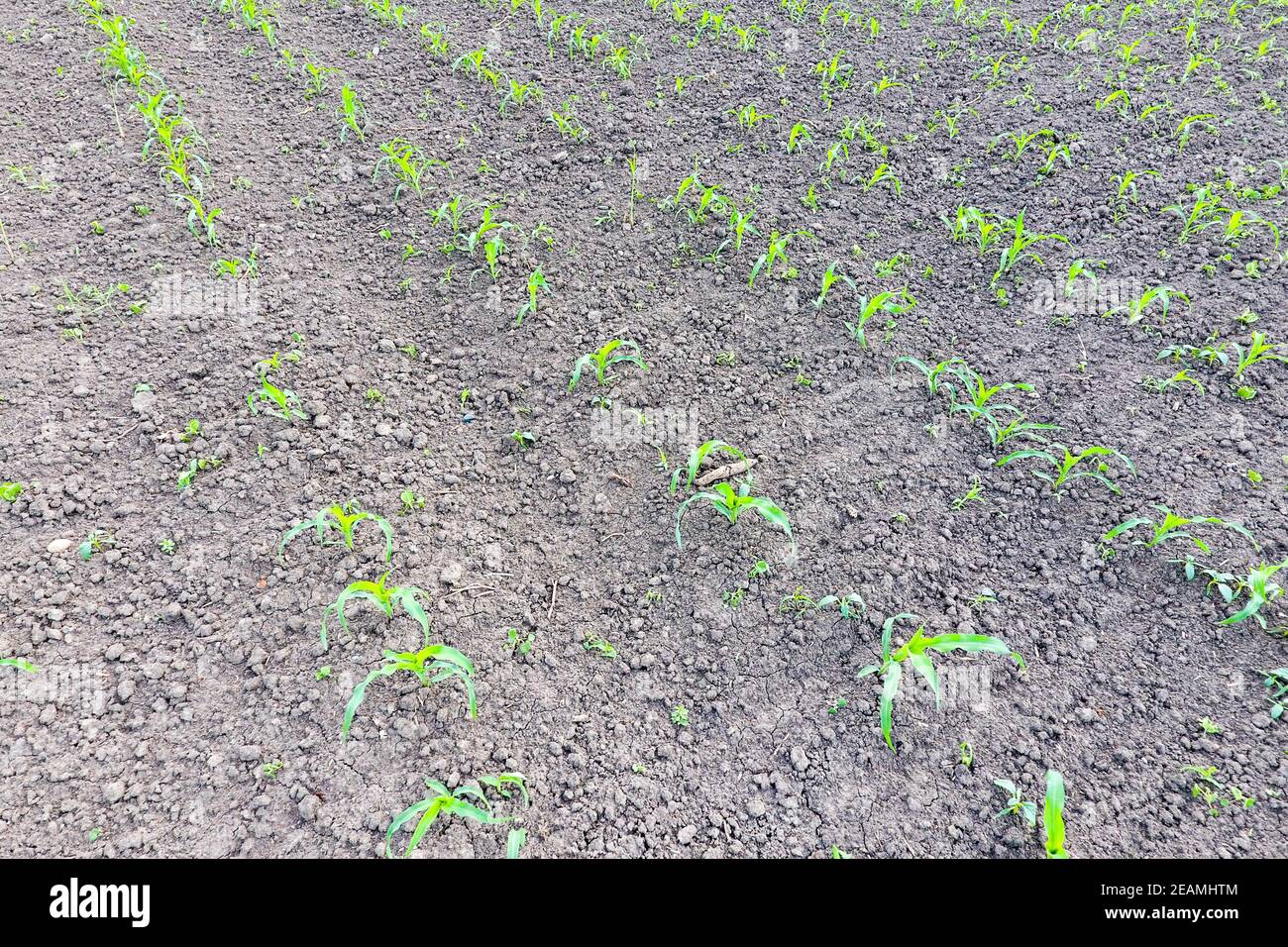 Field of young corn. Shoots of corn on the field. Fodder corn for ...