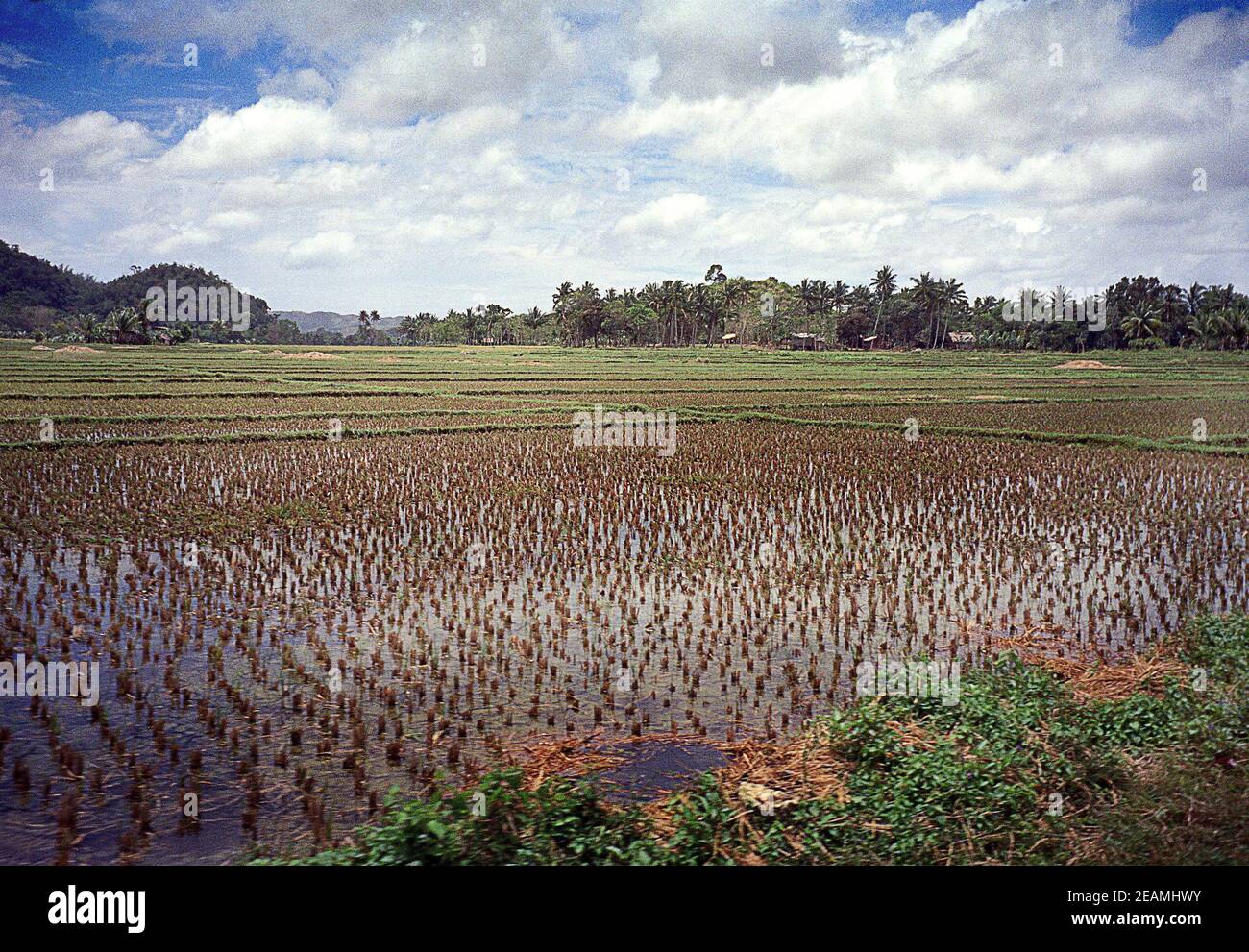 Philippines rice field hi-res stock photography and images - Alamy