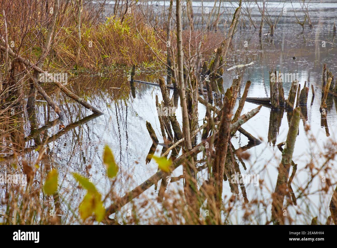 Moor ponds hi-res stock photography and images - Alamy