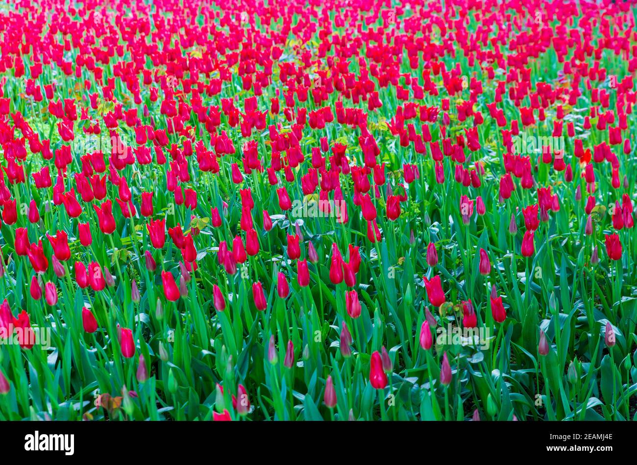 Netherland tulip garden hi-res stock photography and images - Alamy