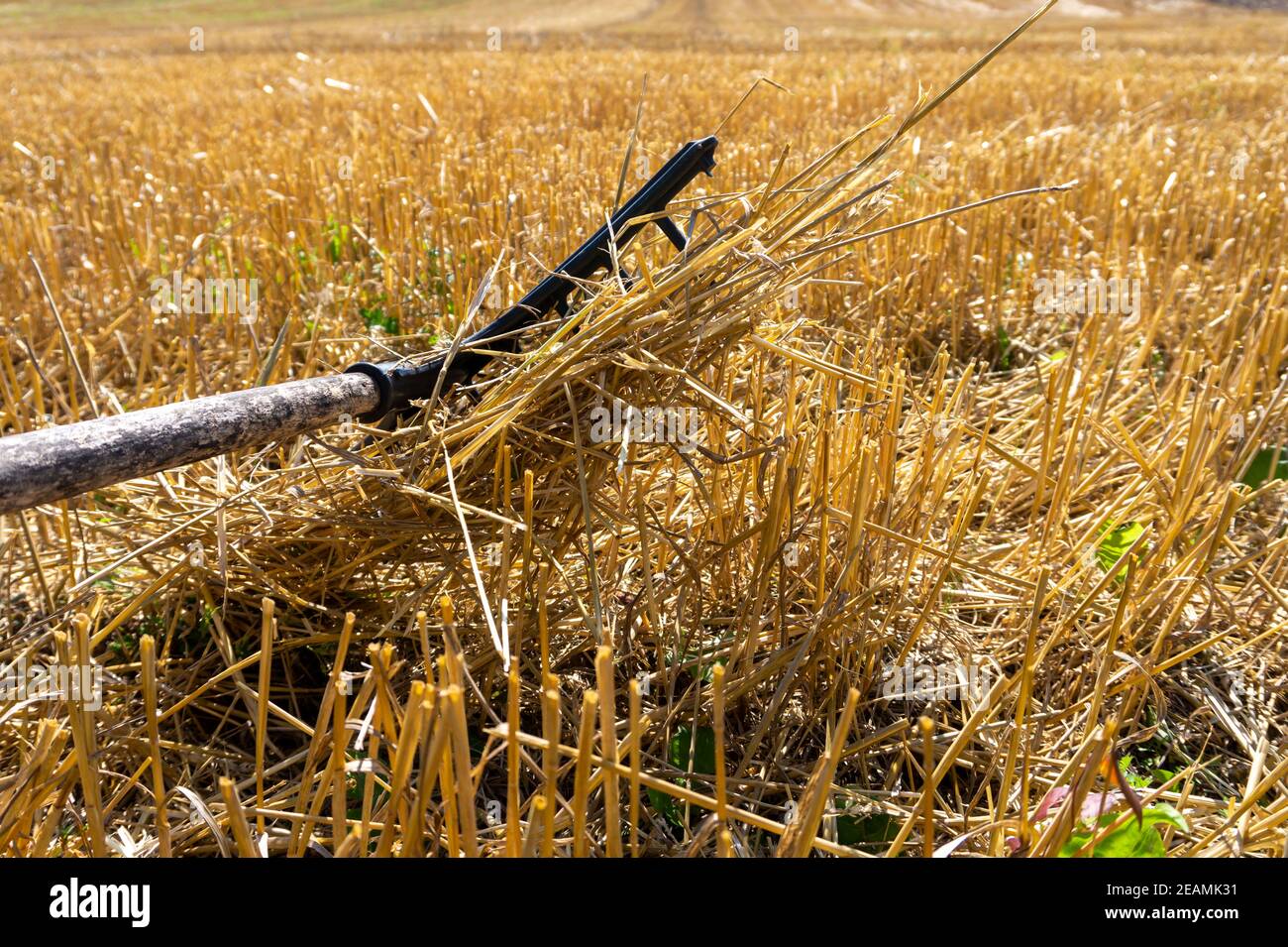 Rustic rake in a harvested field of wheat Stock Photo - Alamy