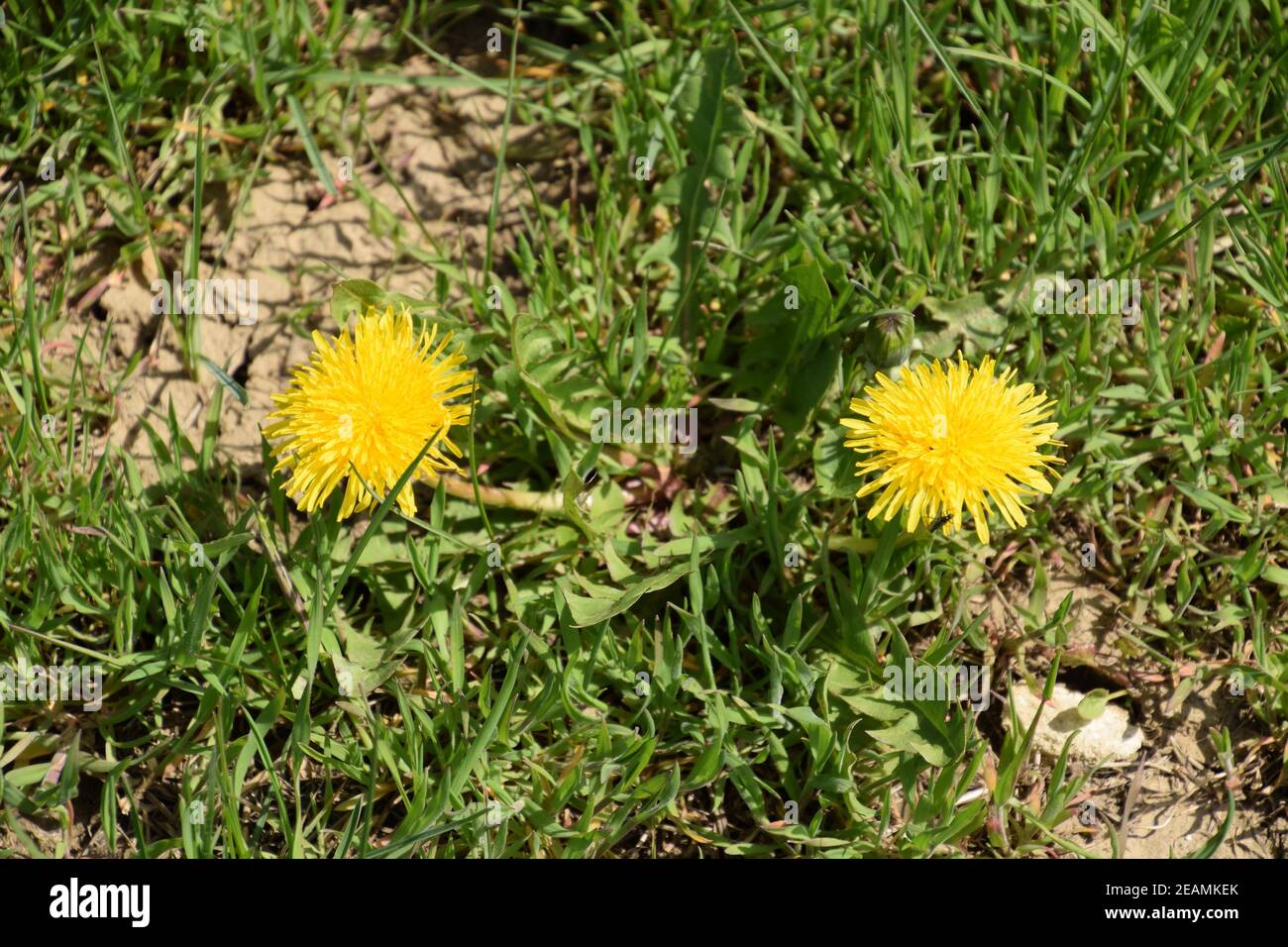 Two yellow flower hi-res stock photography and images - Alamy