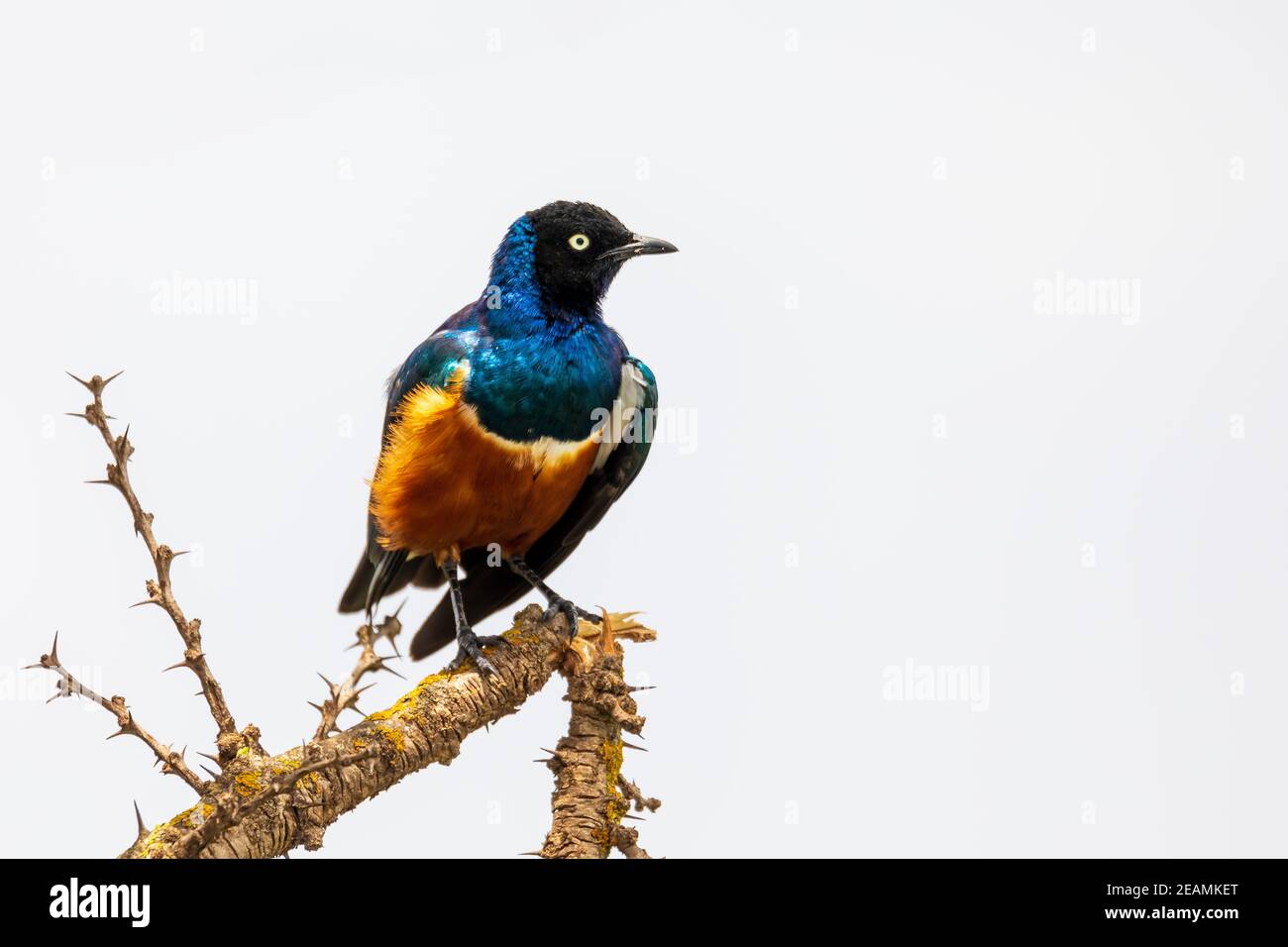 Shiny black bird hi-res stock photography and images - Alamy