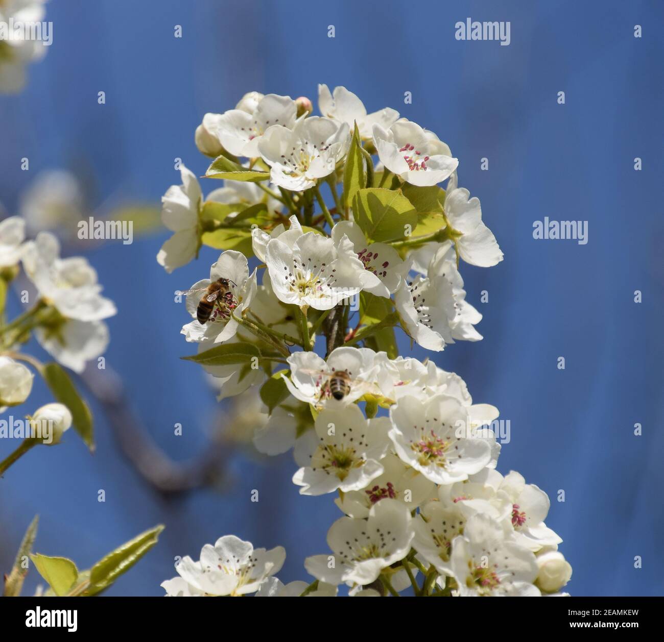 Pollination of flowers by bees pears Stock Photo - Alamy