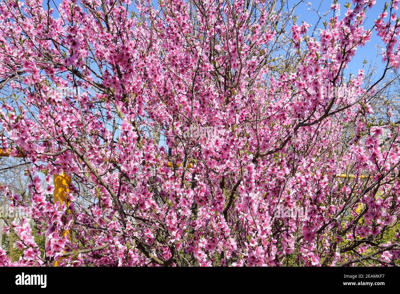 Wild peach tree hi-res stock photography and images - Alamy