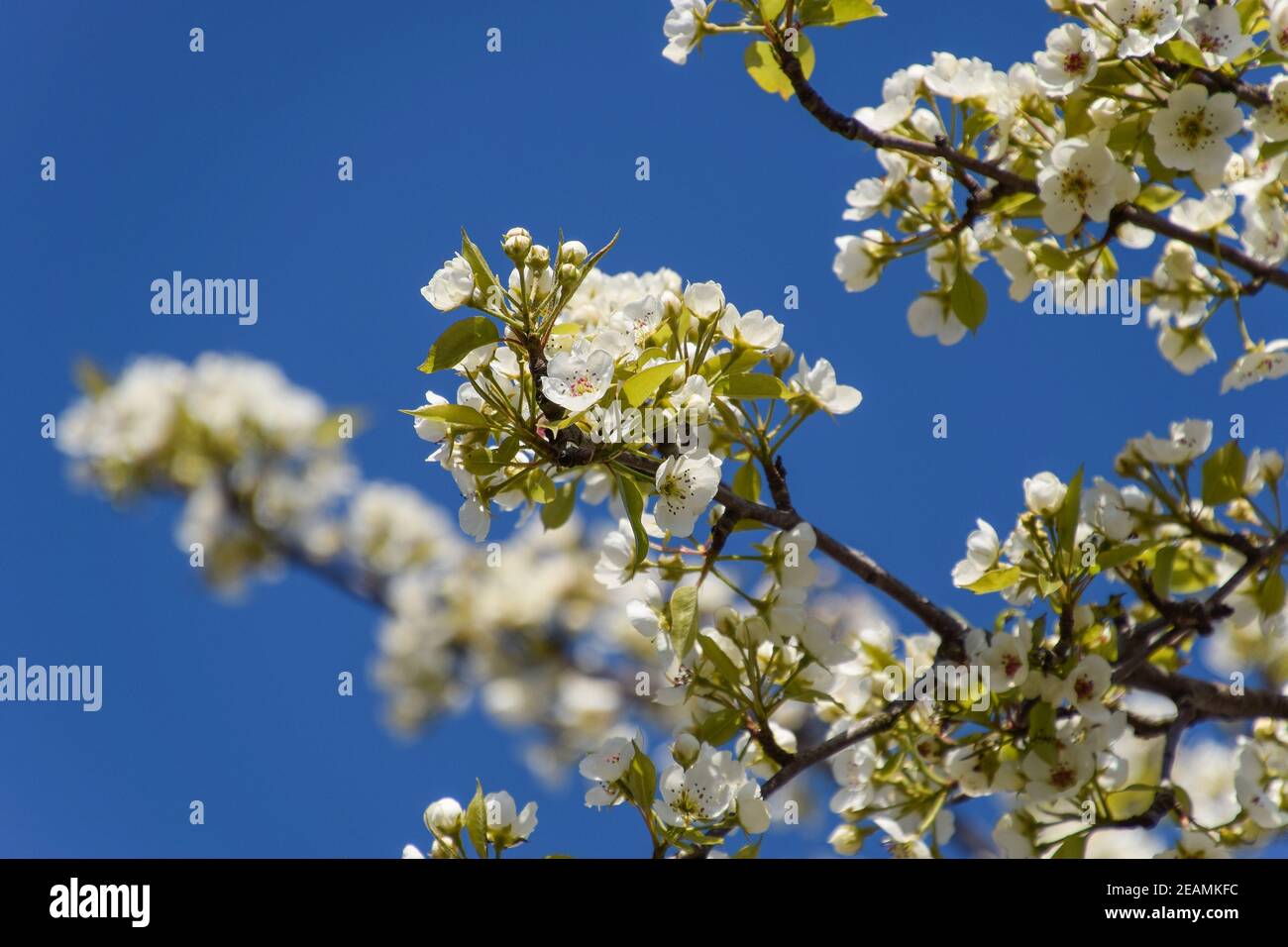 Blooming wild pear in the garden Stock Photo - Alamy