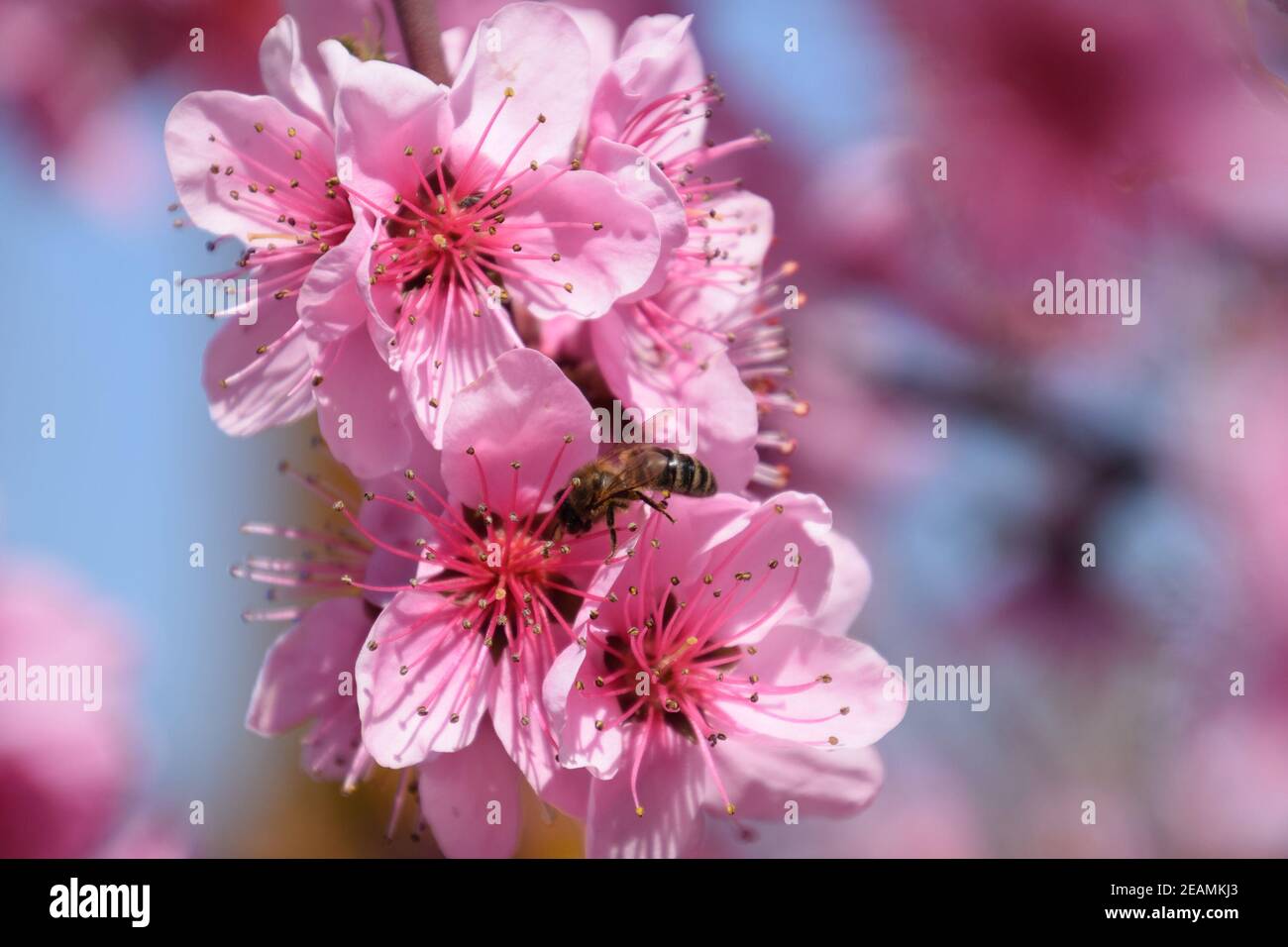 Pollination of flowers by bees peach Stock Photo - Alamy