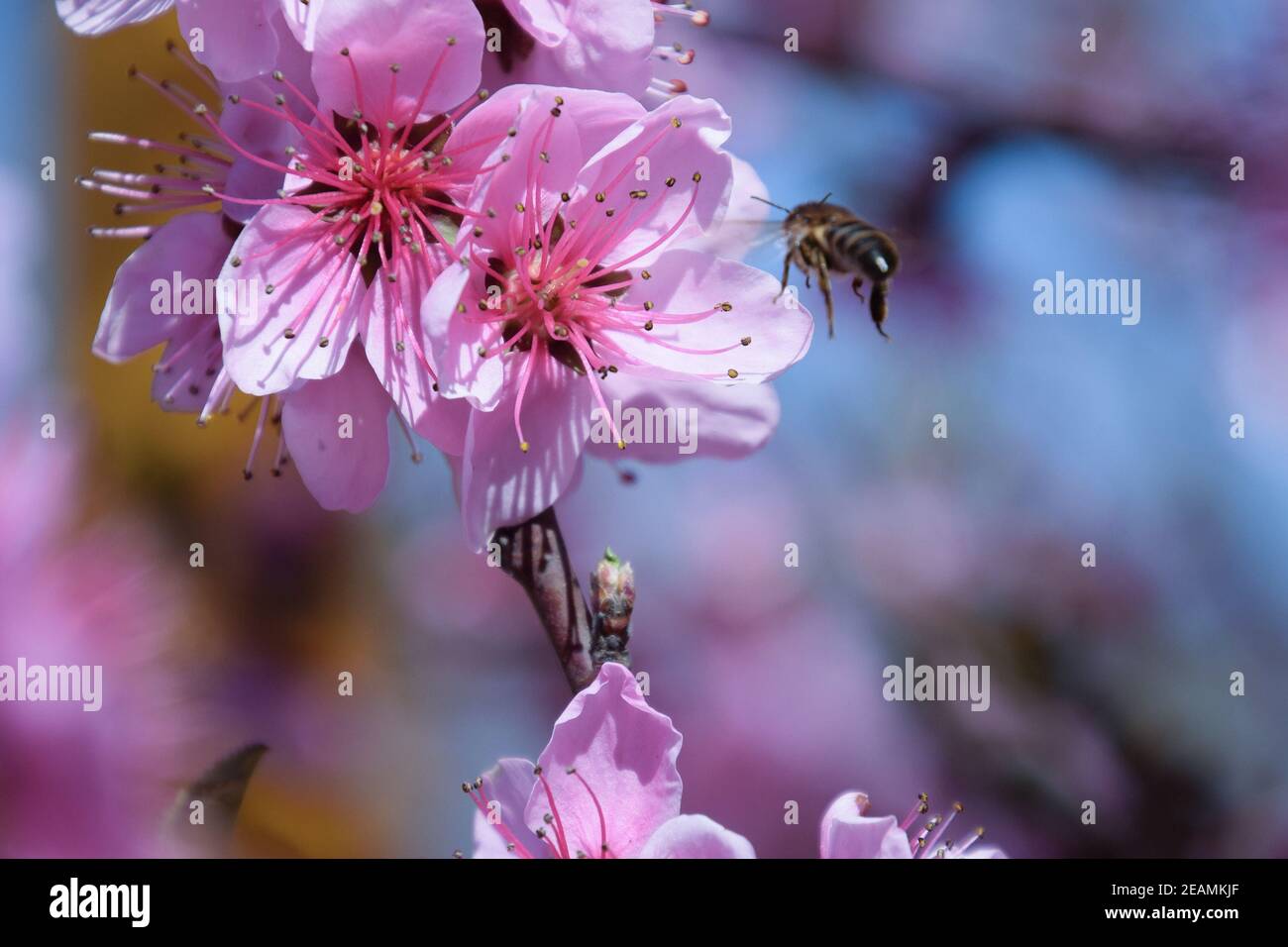 Pollination of flowers by bees peach Stock Photo - Alamy