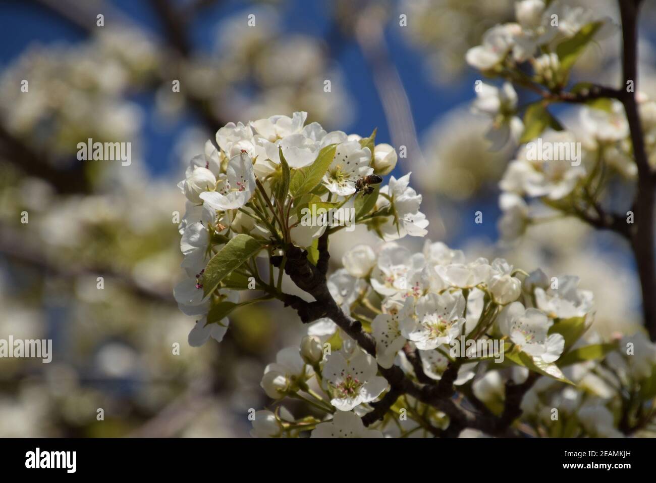 Blooming wild pear in the garden Stock Photo - Alamy