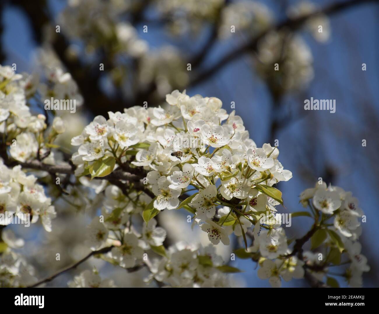 Blooming wild pear in the garden Stock Photo - Alamy
