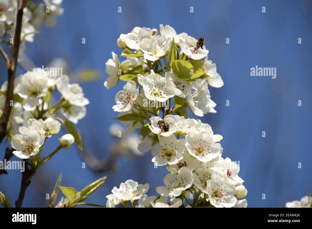 Pollination of flowers by bees pears Stock Photo - Alamy