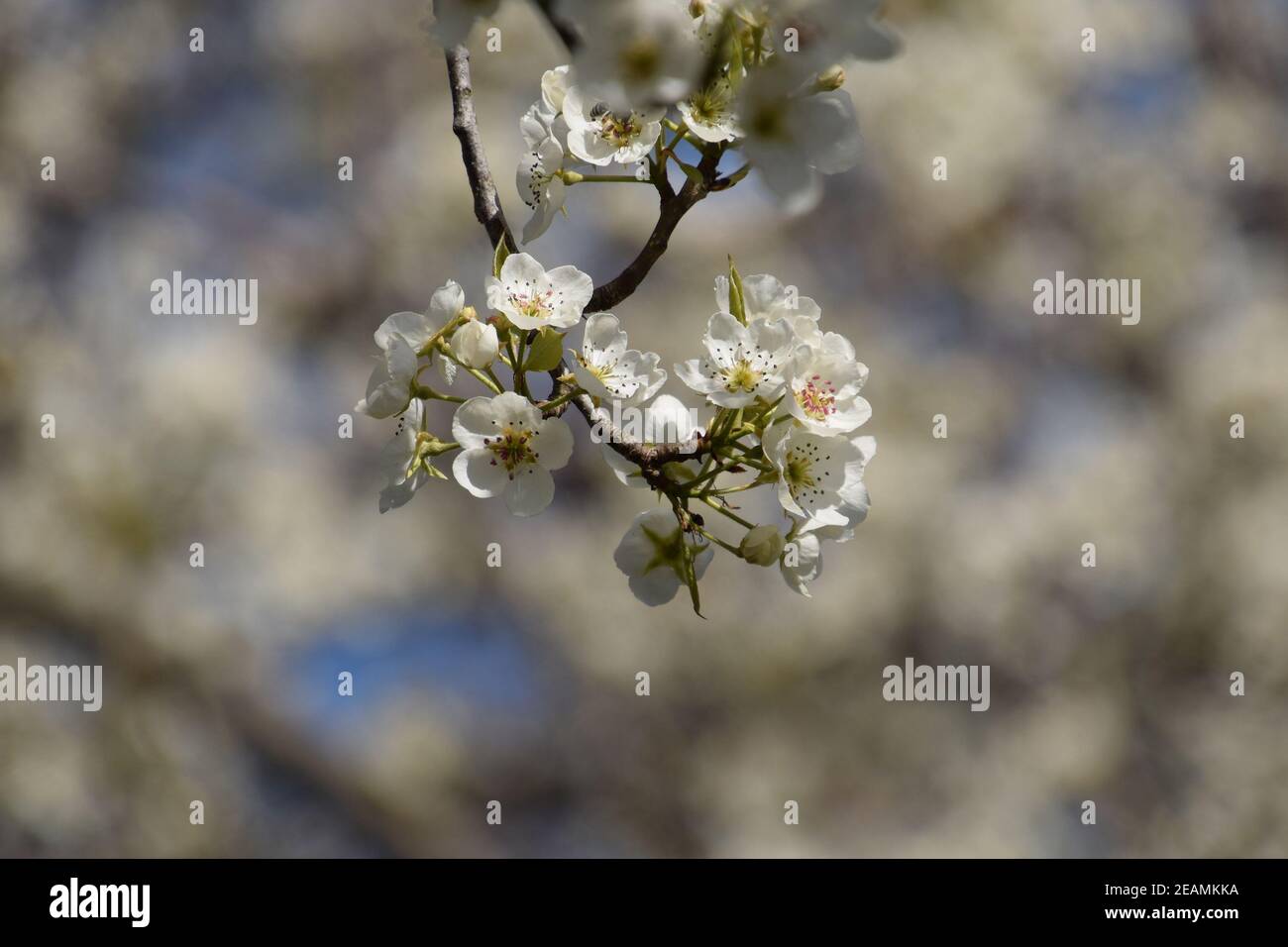 White pear flowers on the branches of a tree Stock Photo - Alamy
