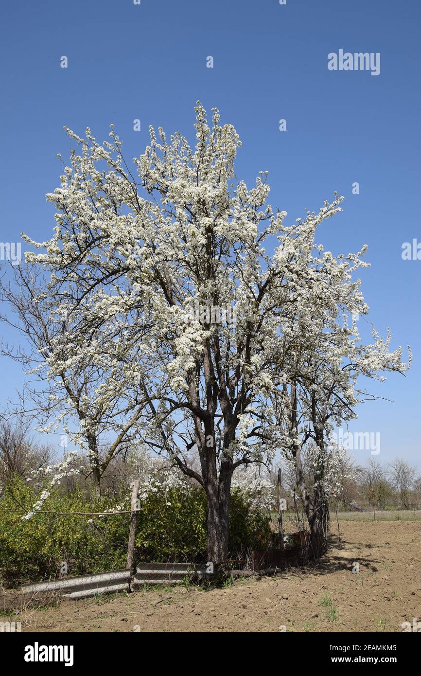 Pear tree wood hi-res stock photography and images - Alamy